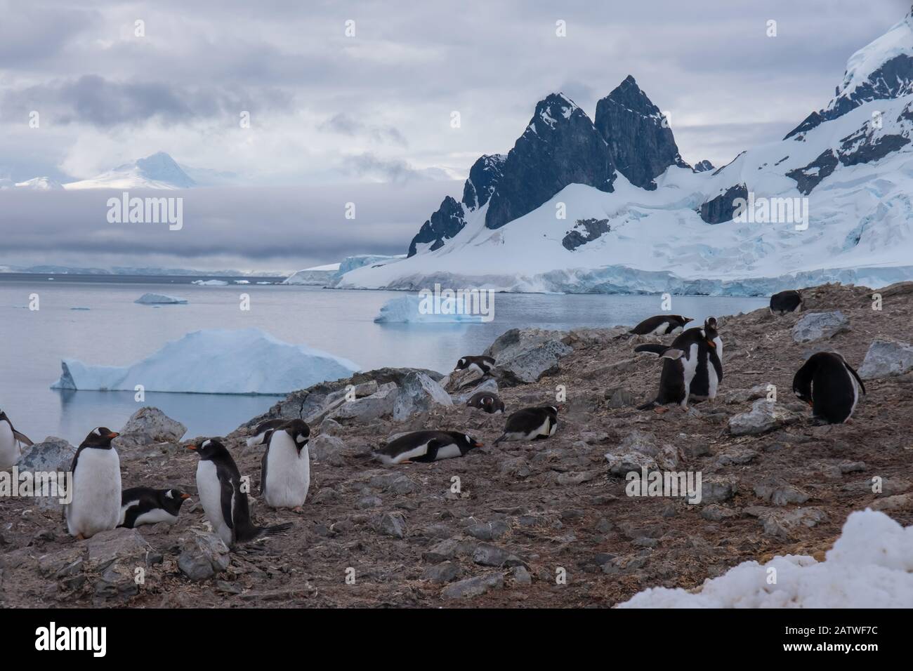 Crowded gentoo penguin breeding colonies (rookeries) on rocky outcrops ...
