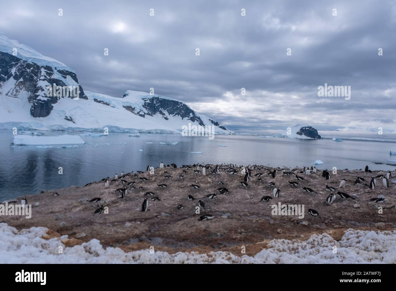 Crowded gentoo penguin breeding colonies (rookeries) on rocky outcrops ...