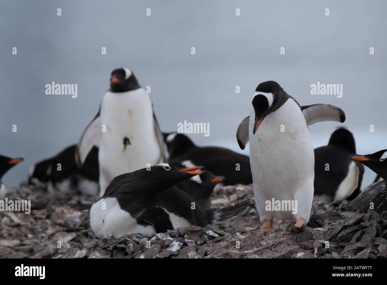 Crowded gentoo penguin breeding colonies (rookeries) on rocky outcrops ...