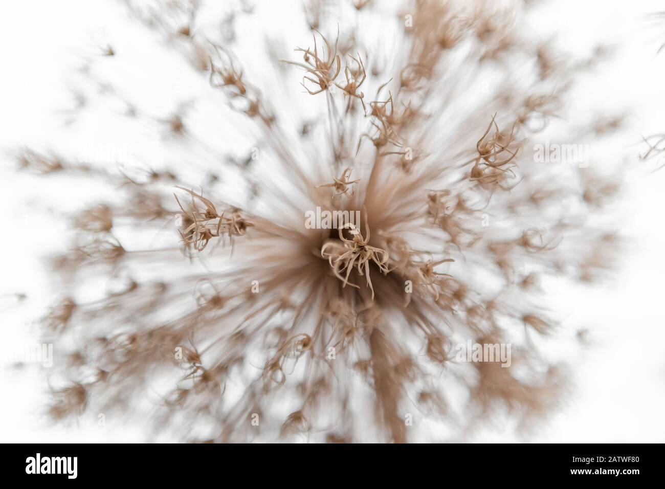 allium, flower, Dandelion seed Stock Photo - Alamy