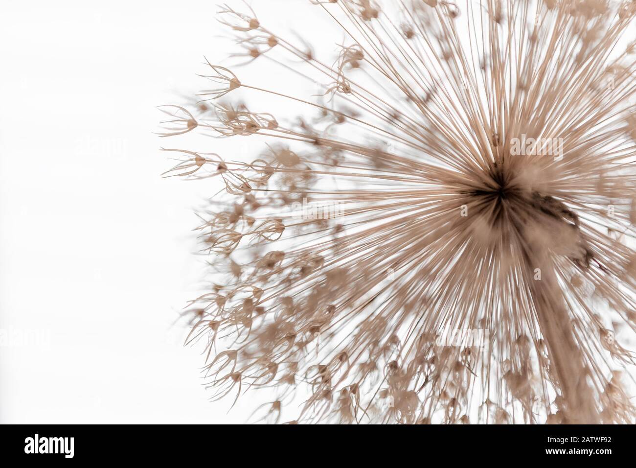 allium, flower, Dandelion seed Stock Photo - Alamy