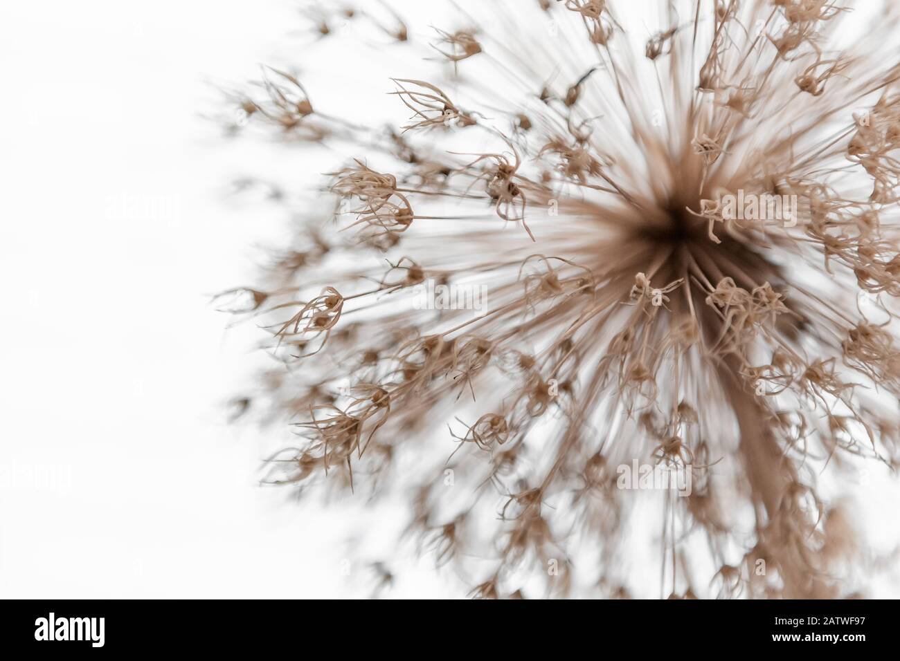 allium, flower, Dandelion seed Stock Photo - Alamy