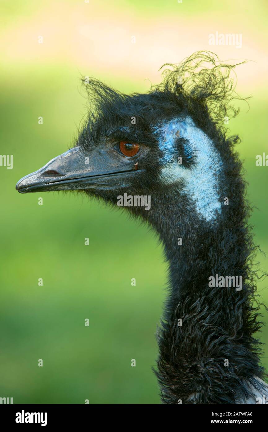 Emu birds hi-res stock photography and images - Alamy