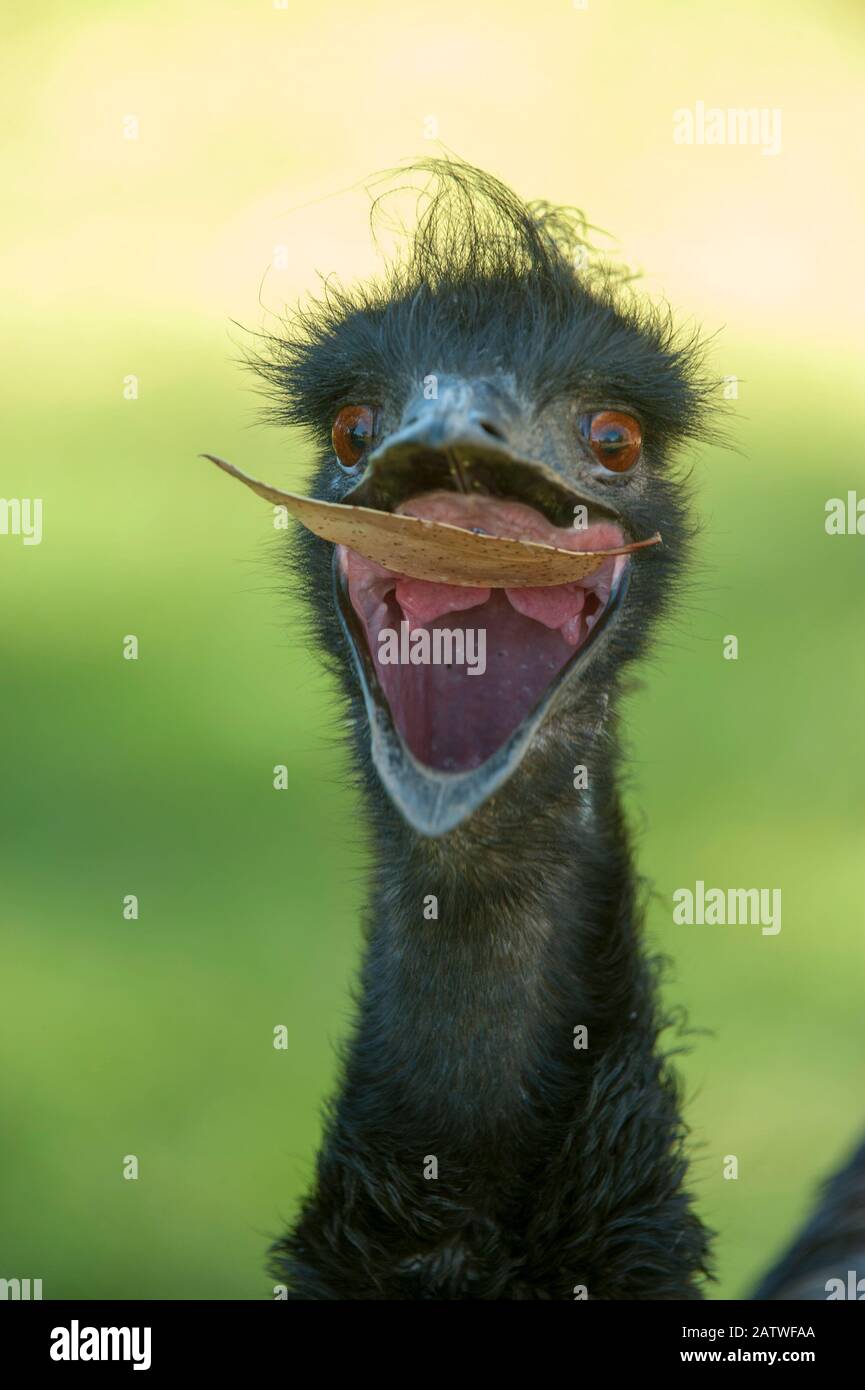Young emu with mouth open hi-res stock photography and images - Alamy