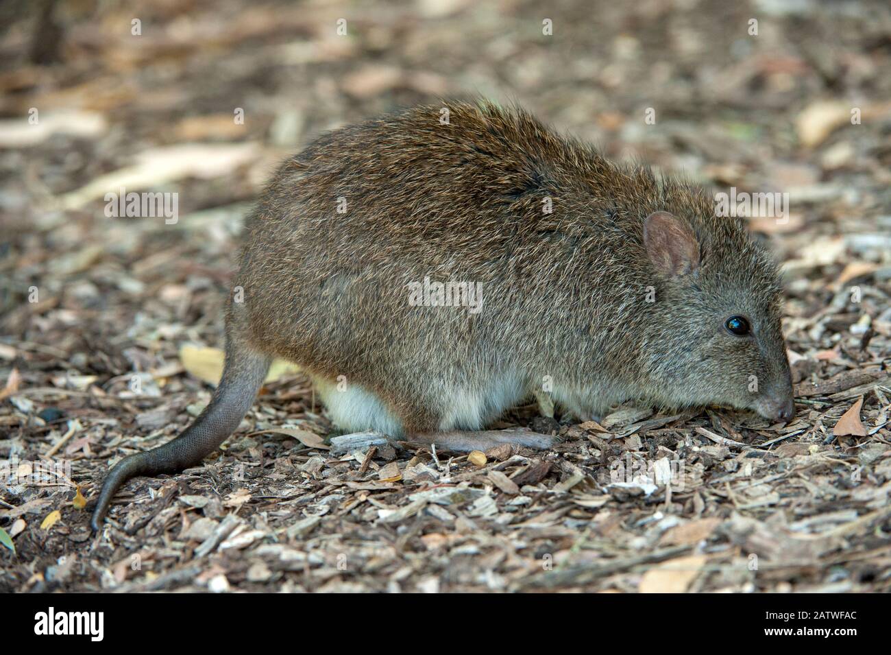 Potoroo hi-res stock photography and images - Alamy