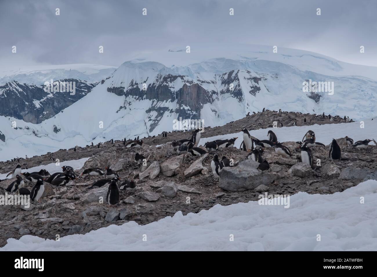 Crowded gentoo penguin breeding colonies (rookeries) on rocky outcrops ...