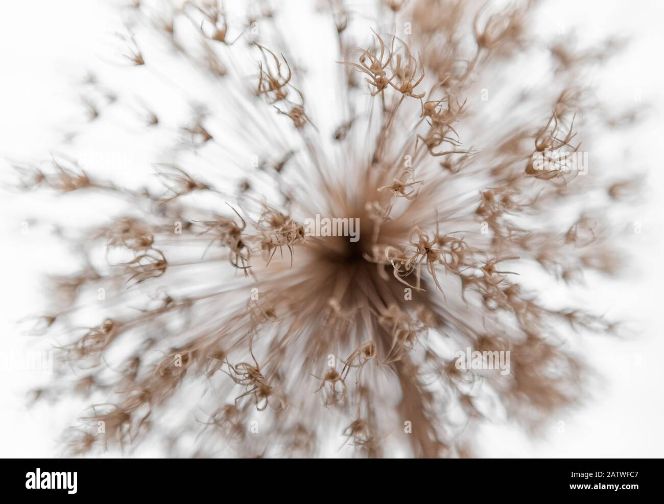 allium, flower, Dandelion seed Stock Photo - Alamy