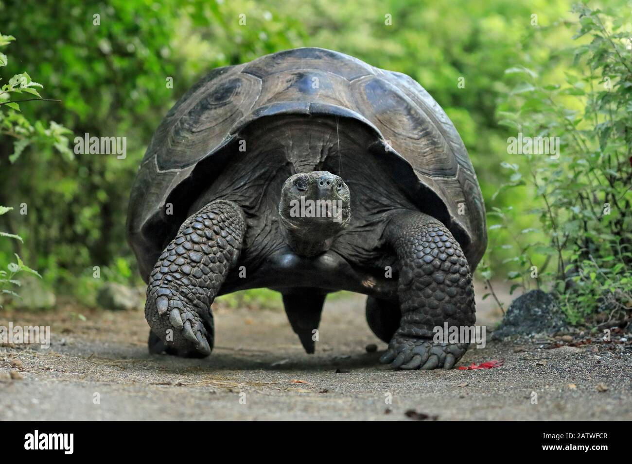 Alcedo volcano Galapagos giant tortoise (Chelonoidis vandenburghi ...