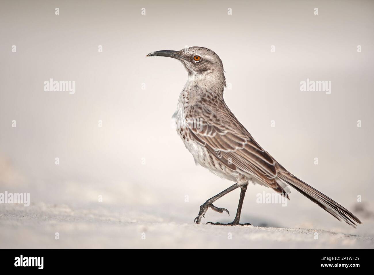 Espanola mockingbird, (Mimus macdonaldi), on beach, Galapagos Stock ...