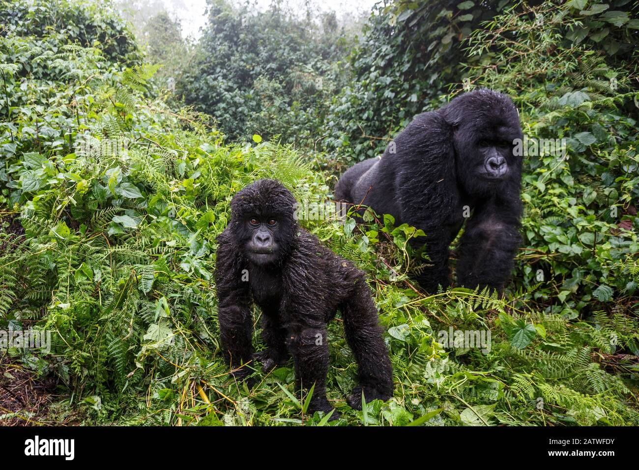 Baby Silverback Gorillas