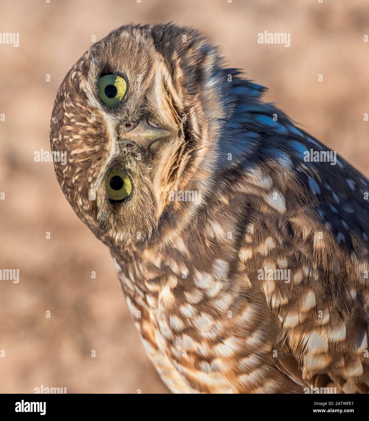 Owl head turned hi-res stock photography and images - Alamy