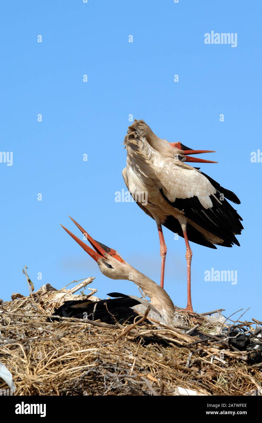 Mandibles hi-res stock photography and images - Alamy