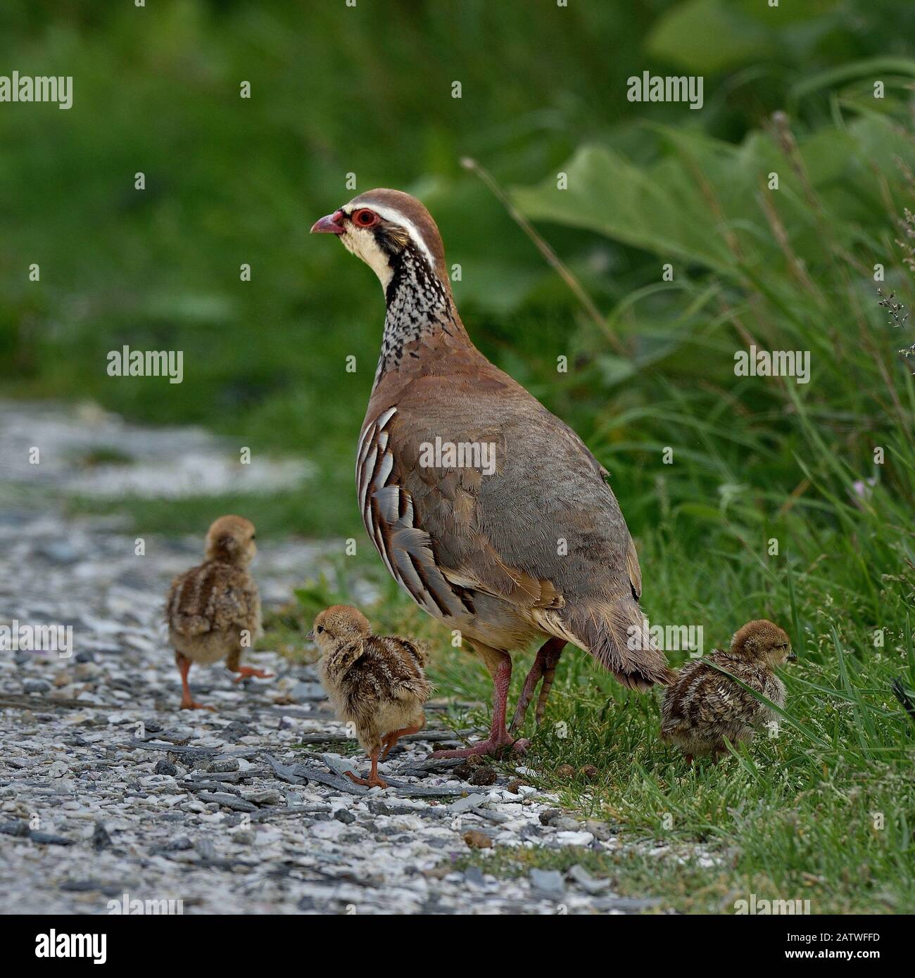 Chukar Partridge Baby