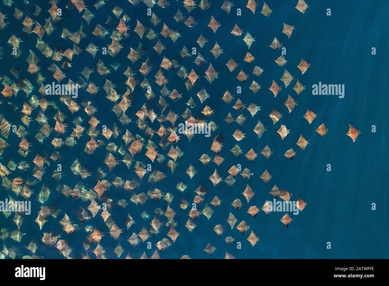 Munks pygmy devil ray / Munks mobula (Mobula munkiana) large school ...