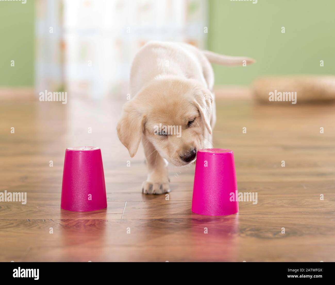 Dog sniffing a shell hi-res stock photography and images - Alamy
