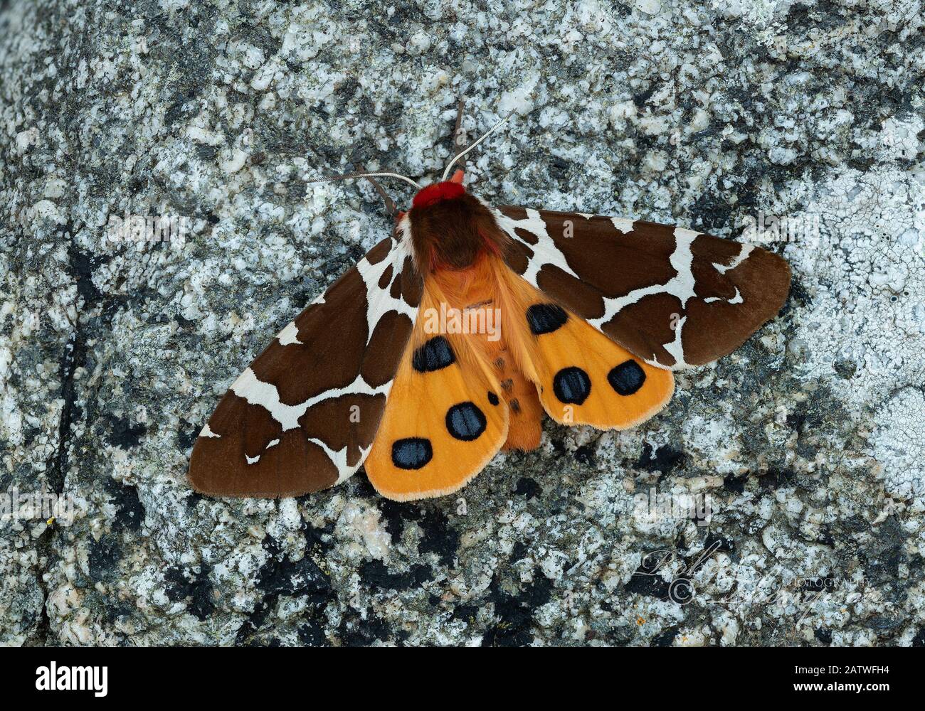 Lac insect hi-res stock photography and images - Alamy