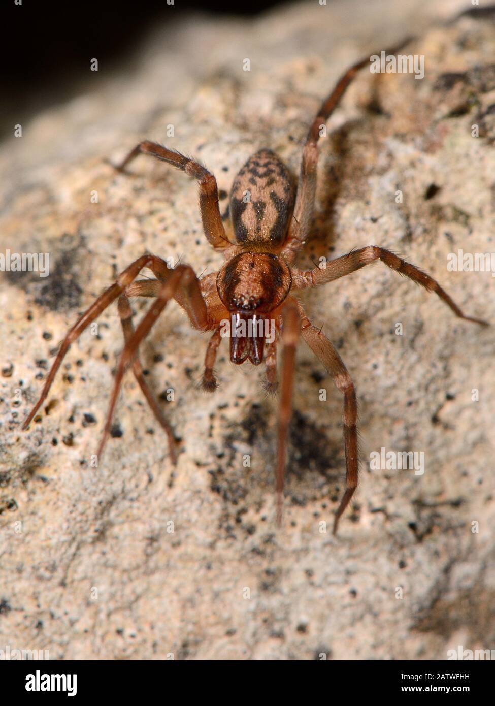 Running foliage spider / Spiny-legged sac spider (Liocranum rupicola ...
