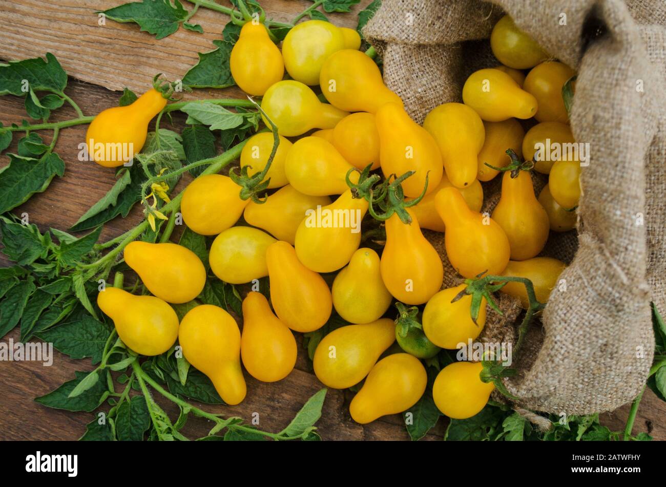 Pear shaped leaf hi-res stock photography and images - Alamy