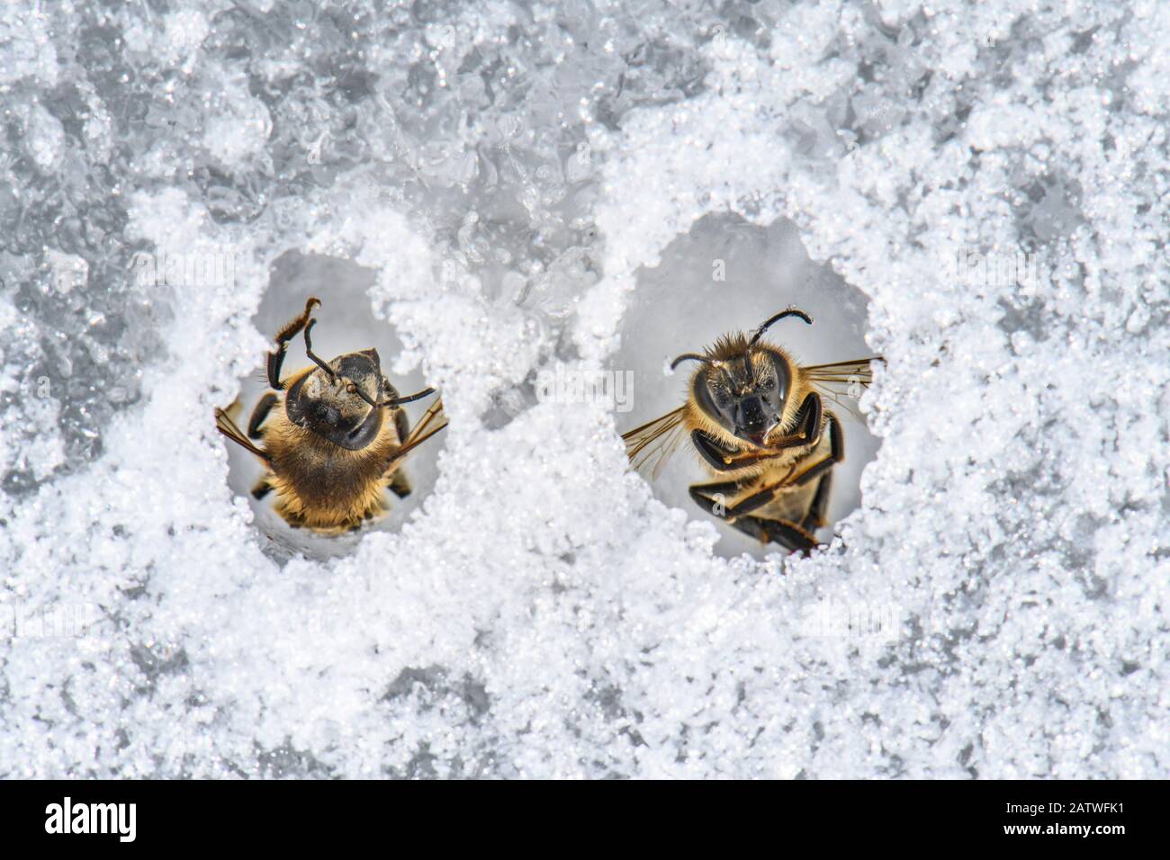 Honey bee (Apis mellifera), two frozen on pond ice after flying out too ...