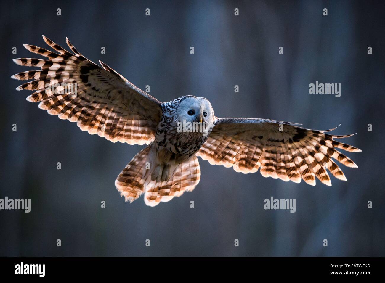 Flying in front of the nest hi-res stock photography and images - Alamy