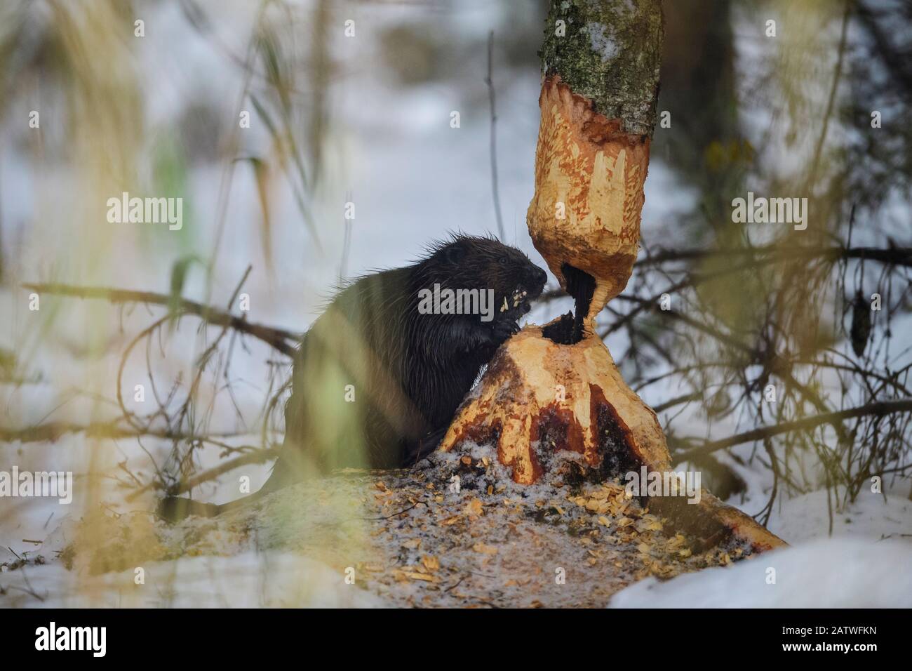 Beaver felling tree hi-res stock photography and images - Alamy