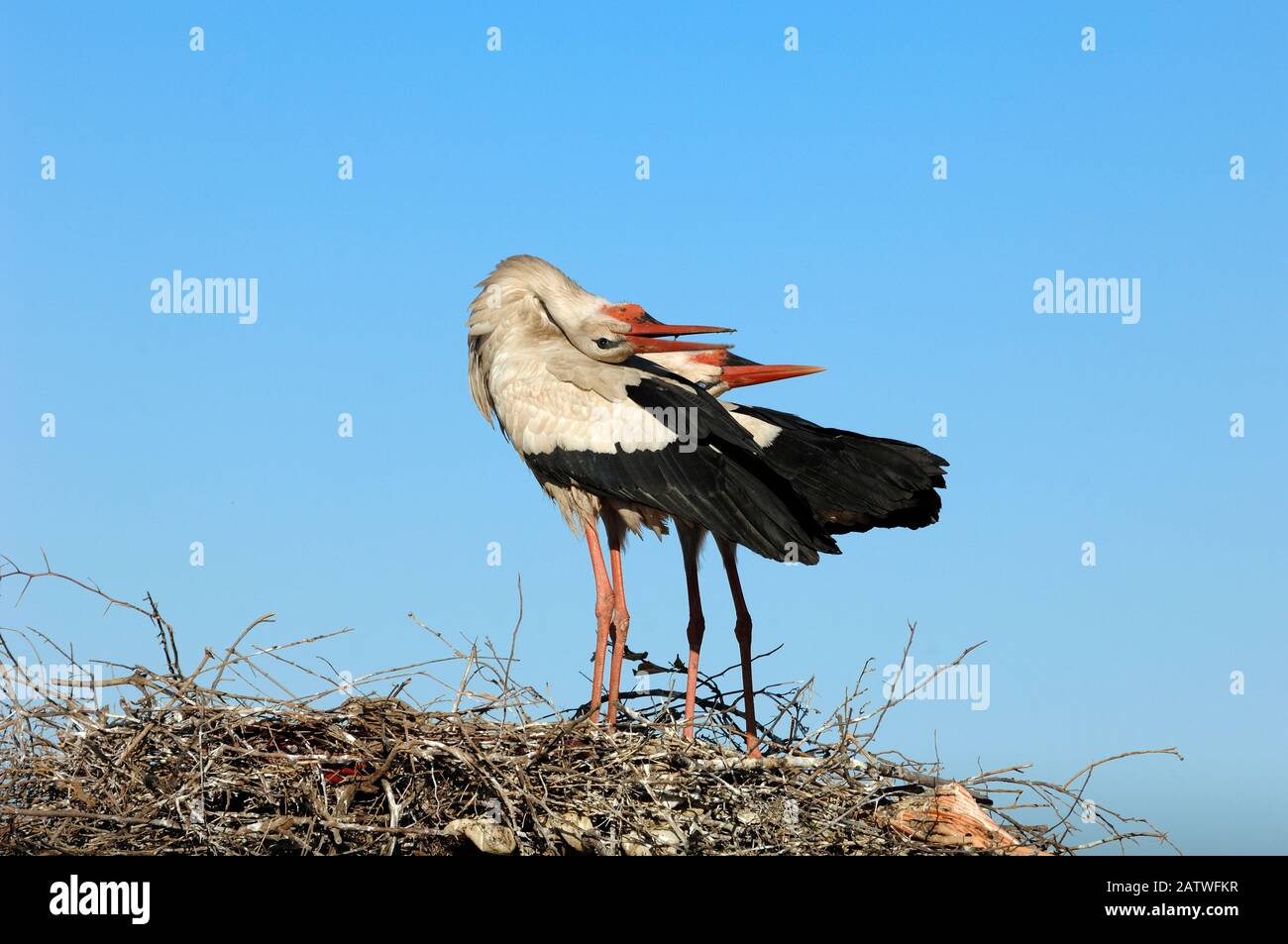 Mandibles hi-res stock photography and images - Alamy