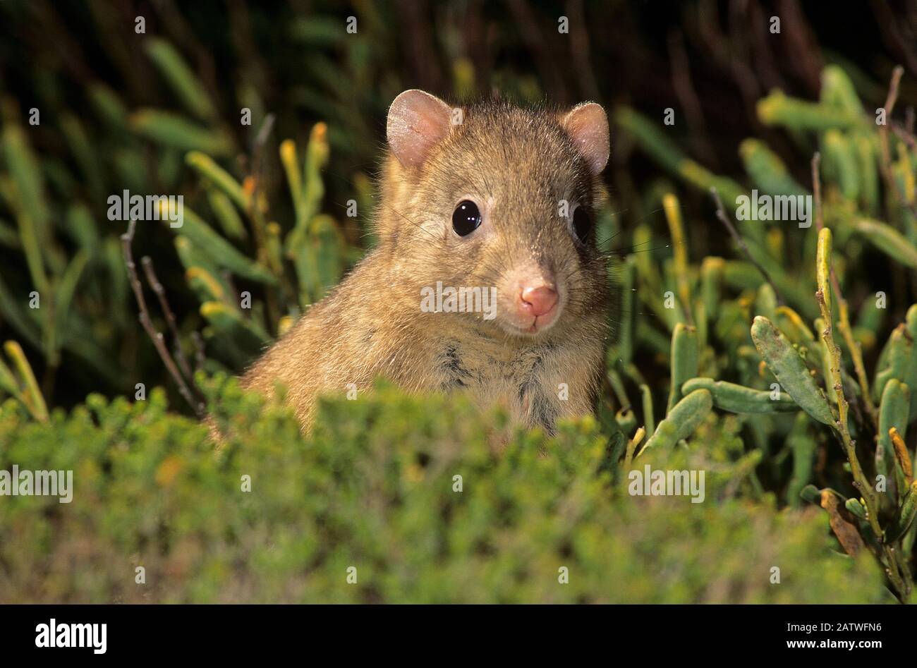 Boodie island hi-res stock photography and images - Alamy