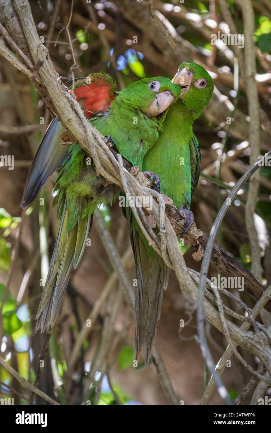 Parakeet preening hi-res stock photography and images - Alamy