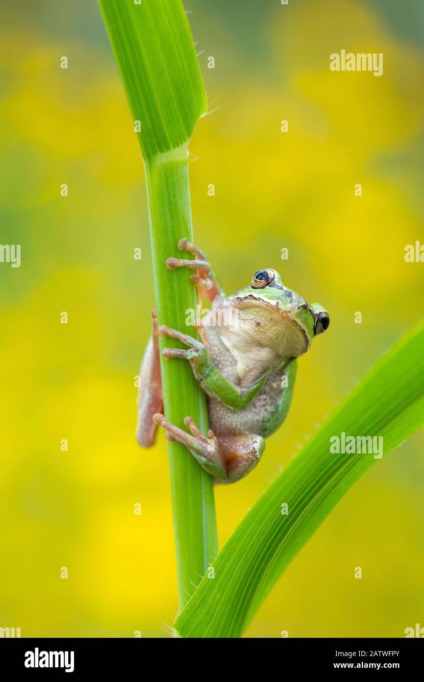 Lemon-yellow tree frog (Hyla savignyi) climbing up grass stem. Cyprus ...