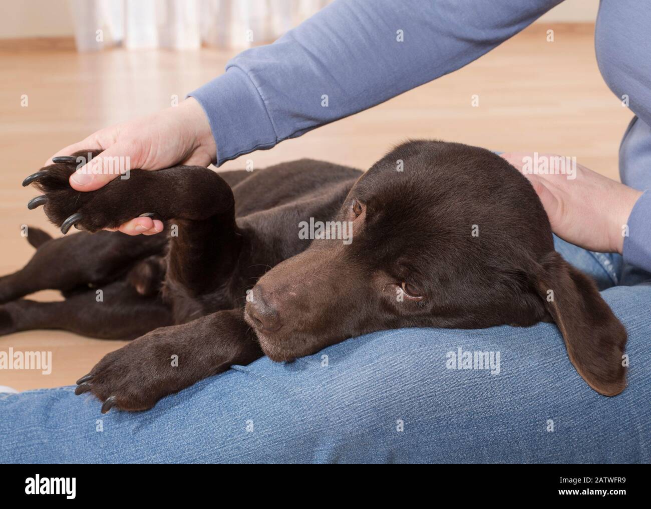 Labrador Retriever. Checking leg and paw for an injury. Germany Stock ...