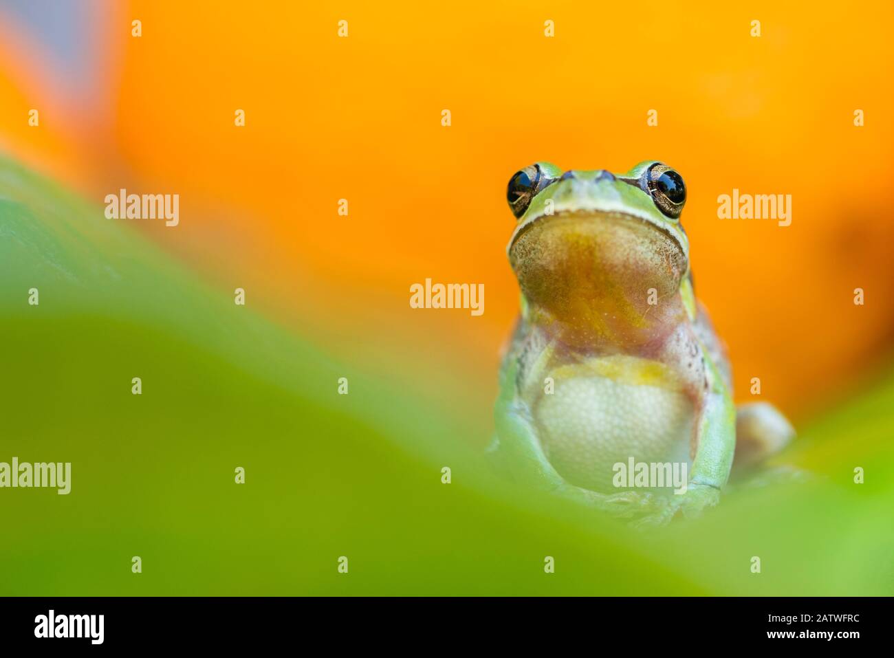 Yellow lemon tree frog hi-res stock photography and images - Alamy