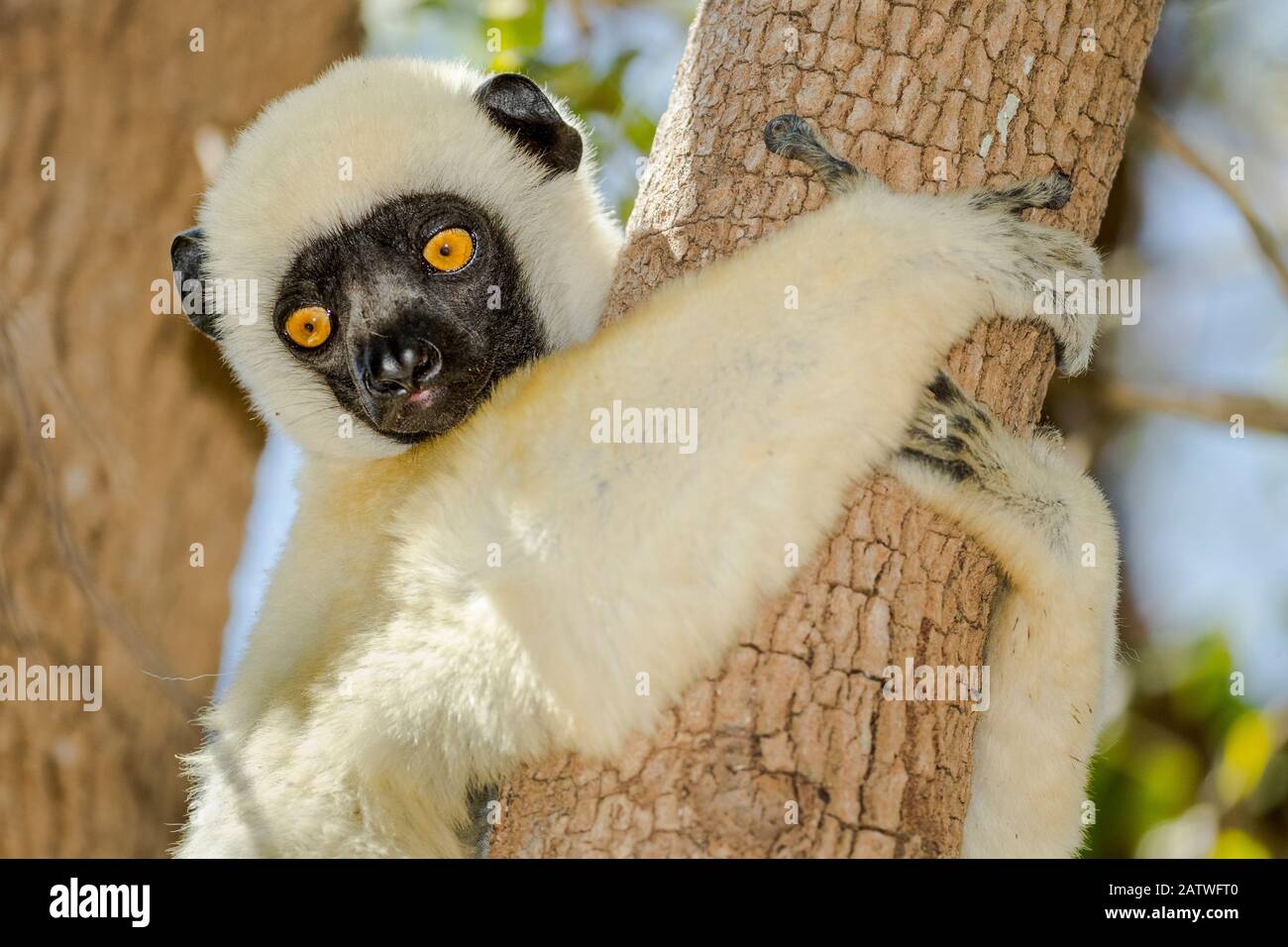 Deckens sifaka (Propithecus deckenii) Tsimembo area, Madagascar. Lenses ...