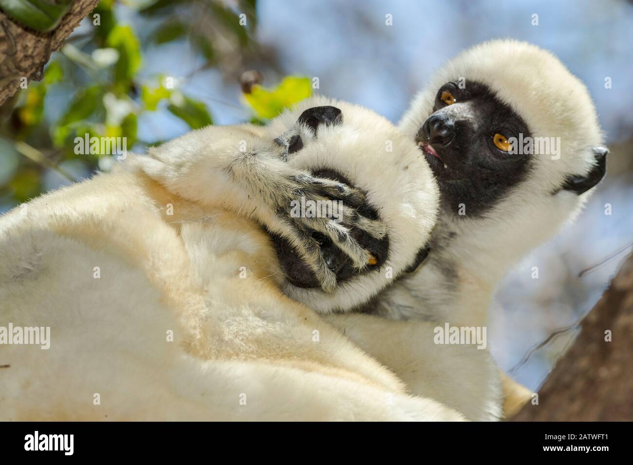 Deckens sifaka (Propithecus deckenii) grooming each other, Tsimembo ...