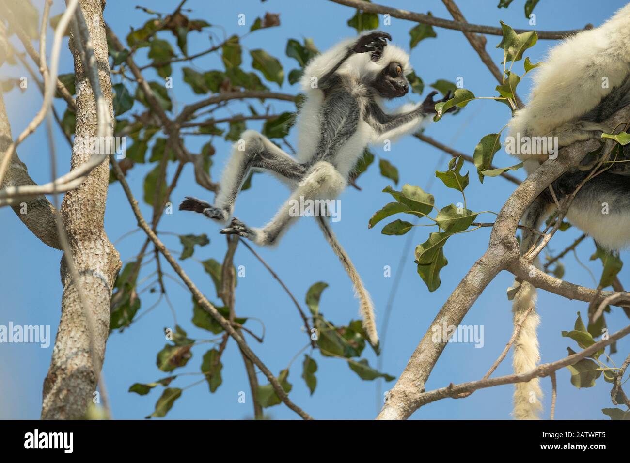 Deckens sifaka (Propithecus deckenii) female and her young playing ...
