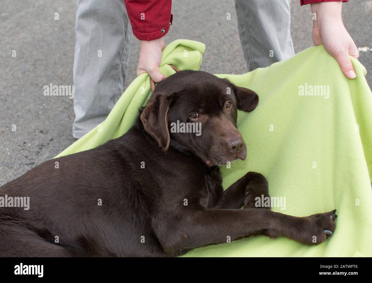 An injured Labrador Retriever is transported in a blanket as a ...
