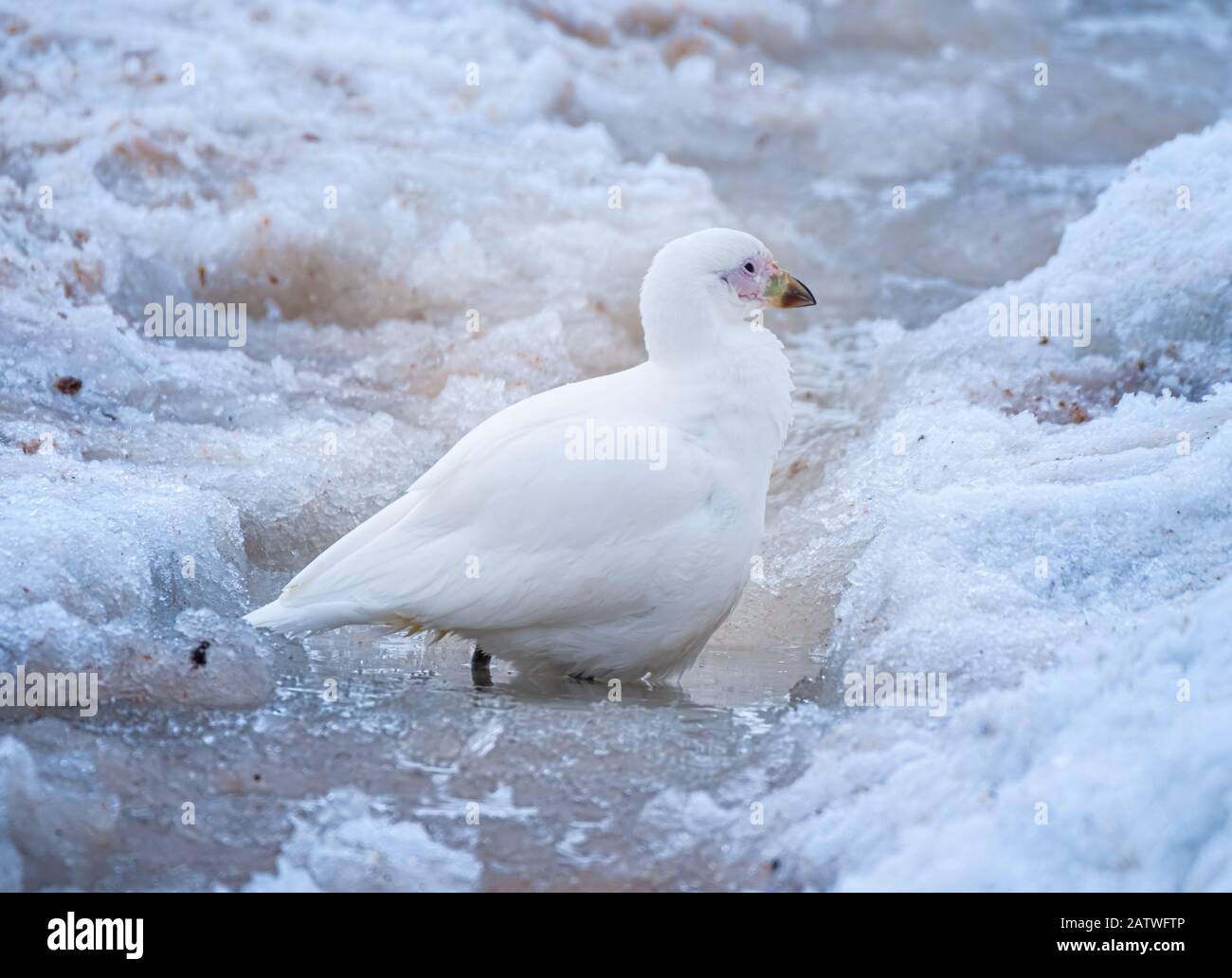 Snowy sheathbill (Chionis albus), the only land bird native to the ...