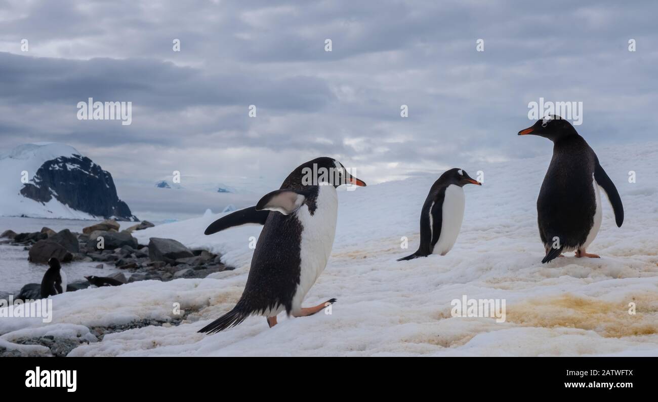 Crowded gentoo penguin breeding colonies (rookeries) on rocky outcrops ...