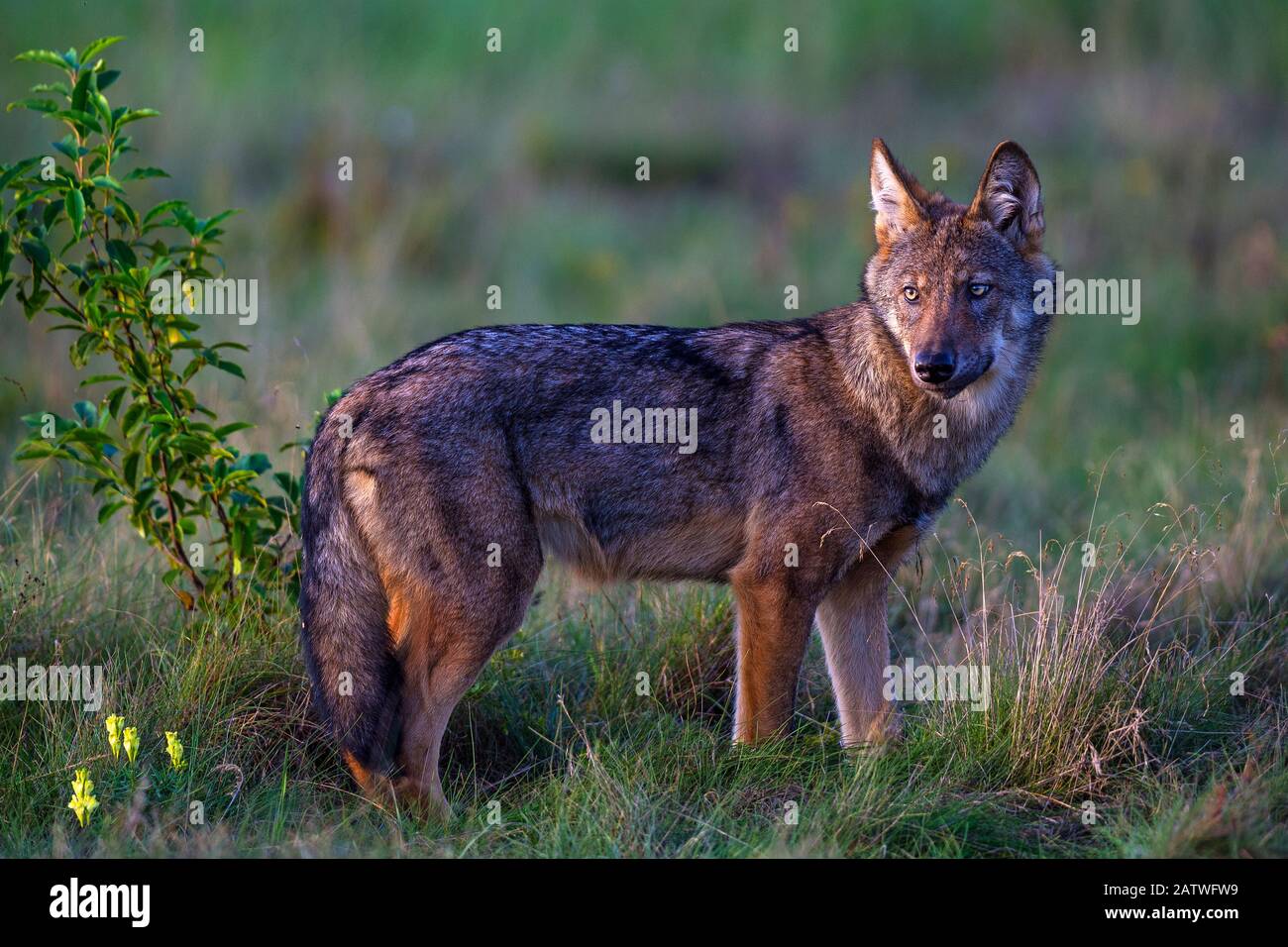 Wolf germany animal hi-res stock photography and images - Alamy