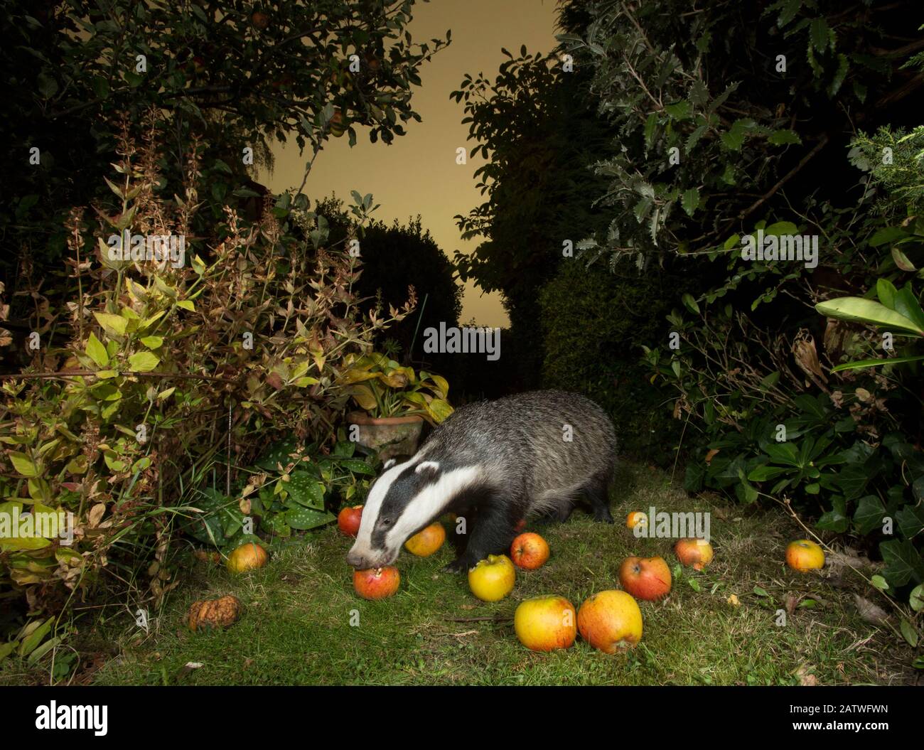 Badger Eating
