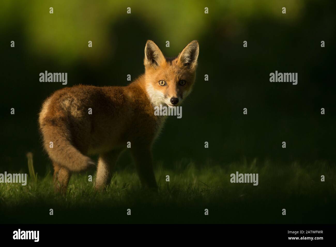 Red fox (Vulpes vulpes) cub looking at camera, in morning. Sheffield ...