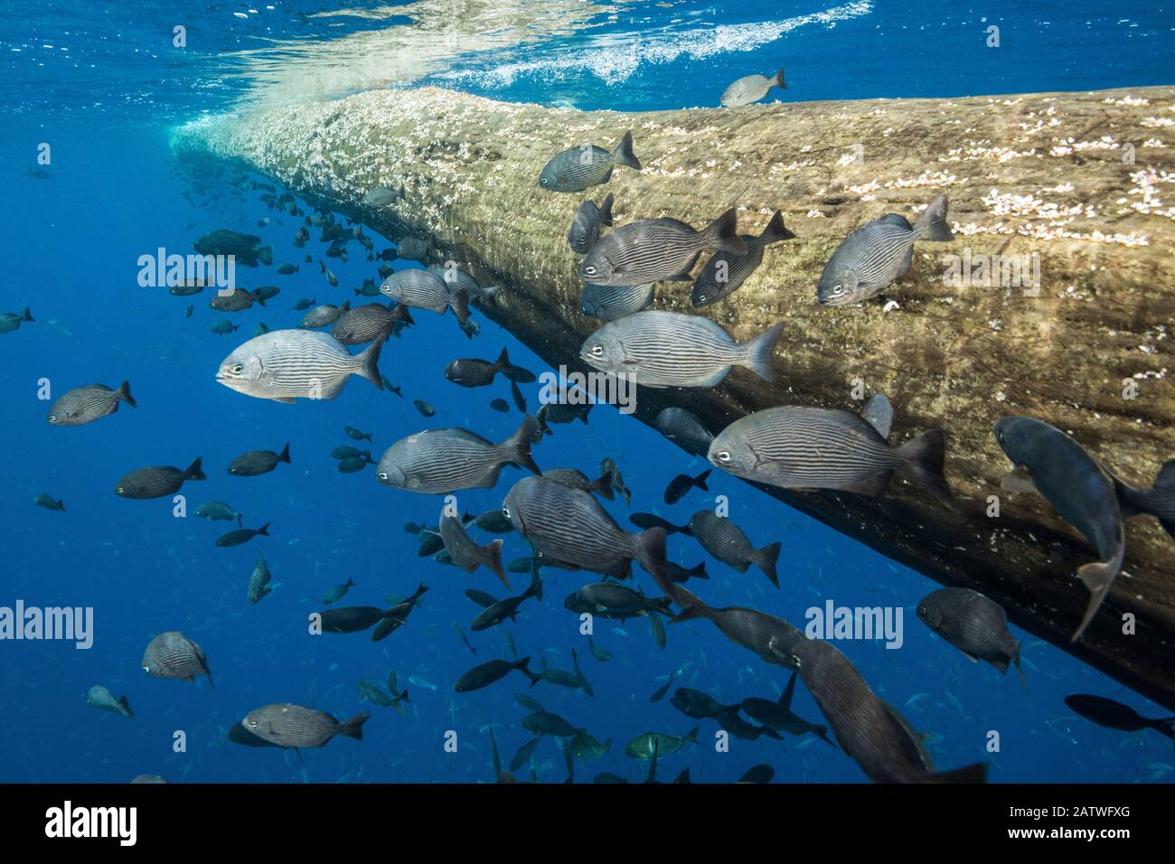 Fish seeking shelter around floating tree in open ocean. Off coast of ...