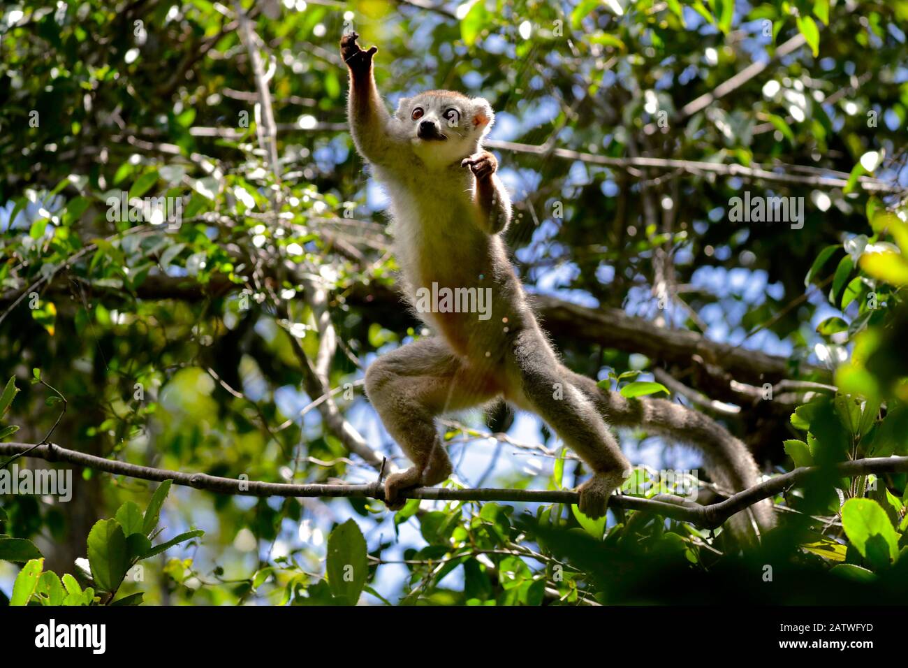 Lemurs madagascar jumping hi-res stock photography and images - Alamy