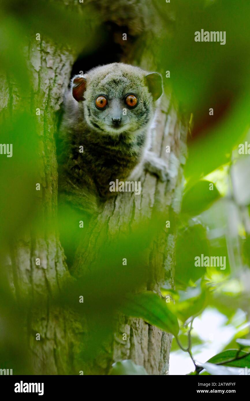 Ankarana weasel lemur hi-res stock photography and images - Alamy