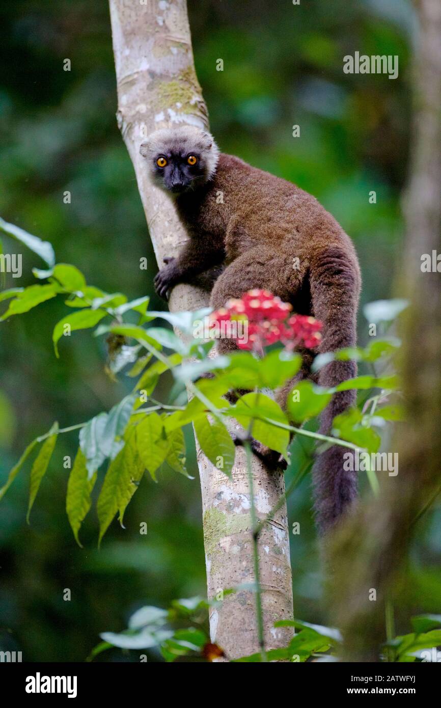 Atsinanana rainforests hi-res stock photography and images - Alamy
