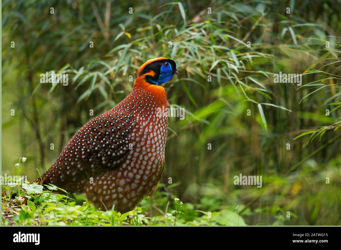 Temmincks tragopan (Tragopan temminckii) Tangjiahe Nature Reserve ...