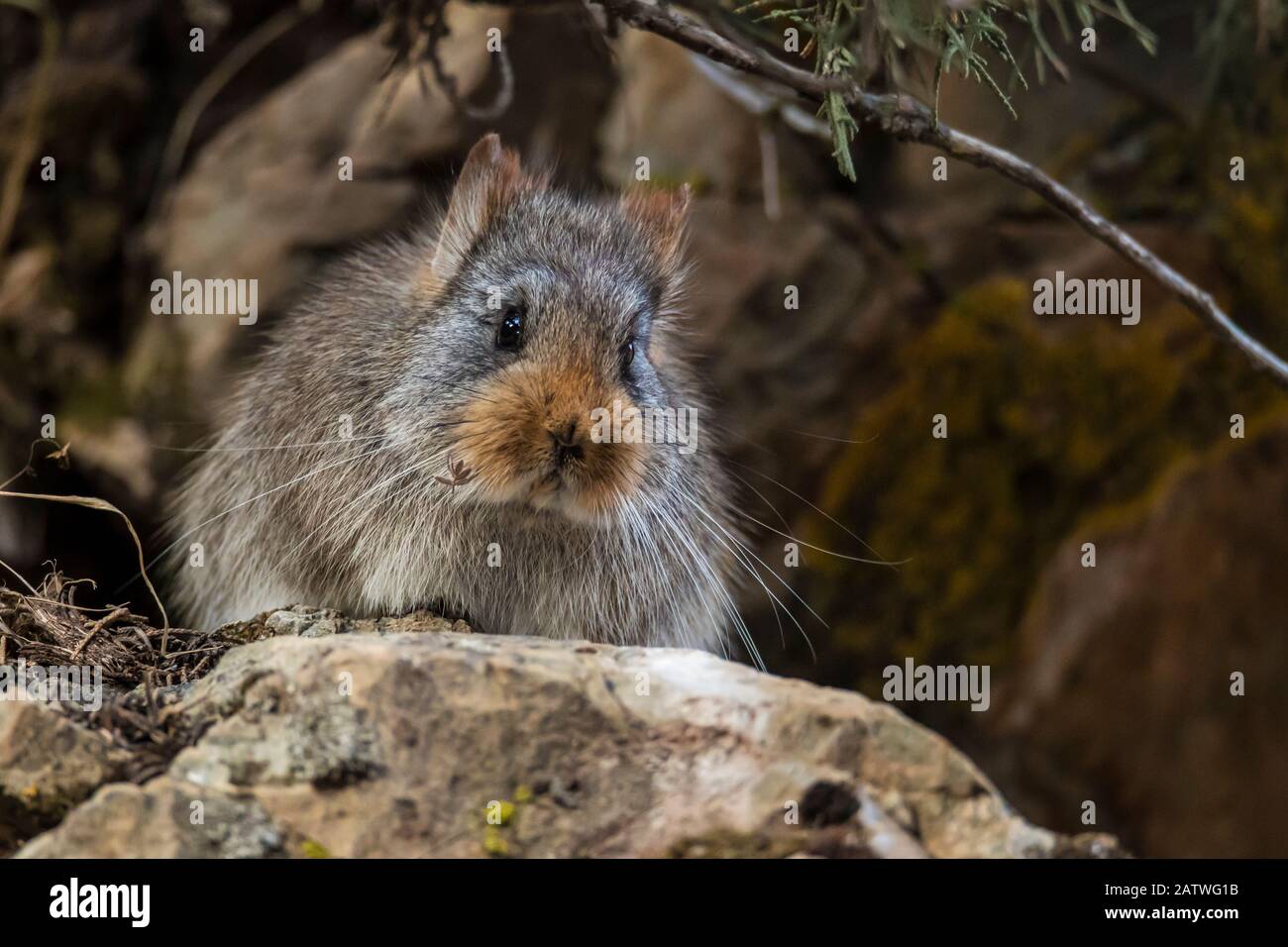 Large eared pika hi-res stock photography and images - Alamy