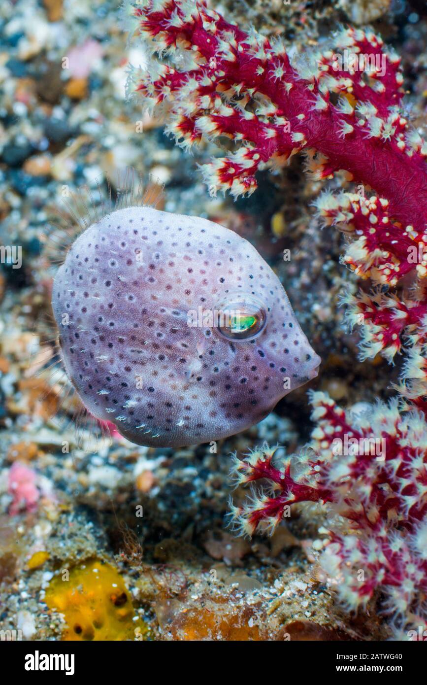 Leatherjacket fish hi-res stock photography and images - Alamy