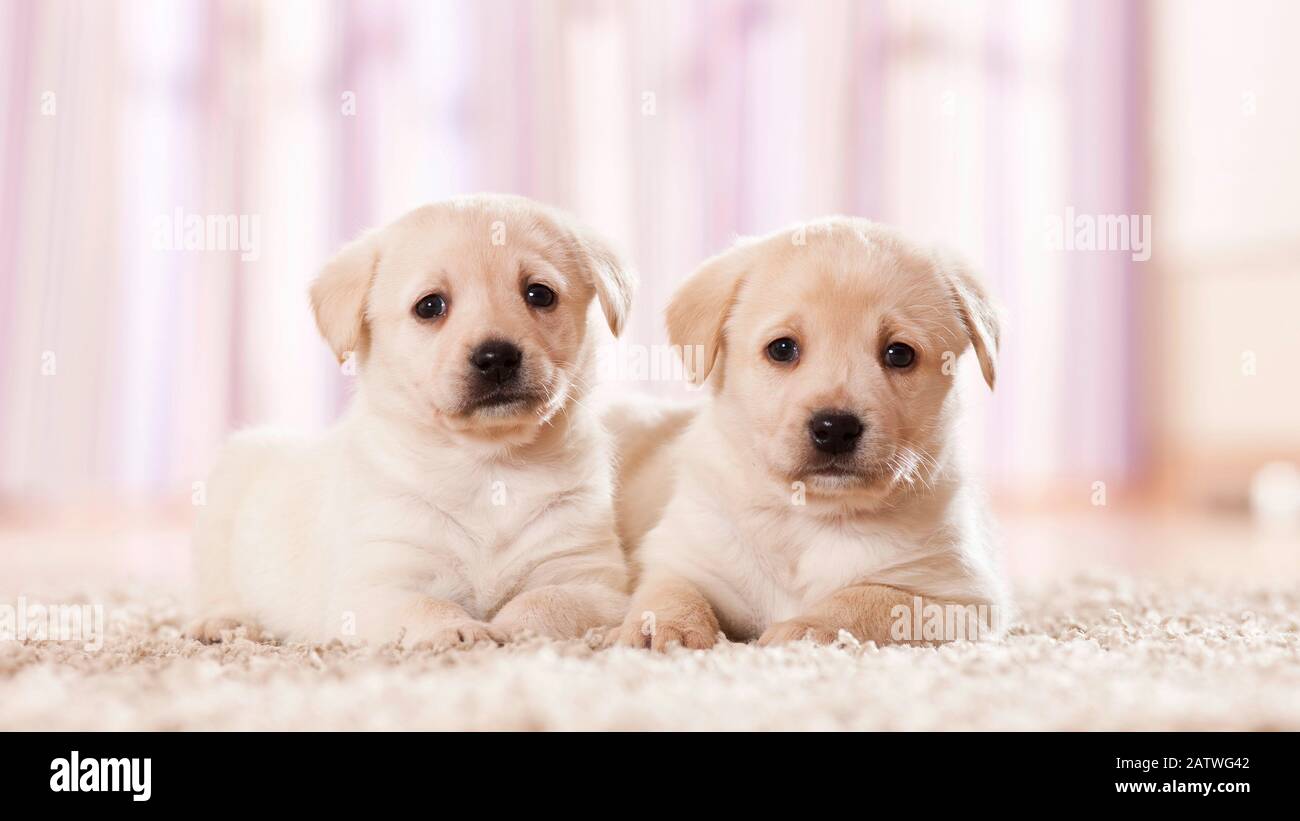 Labrador Retriever. Two puppies lying on a carpet. Germany Stock Photo ...