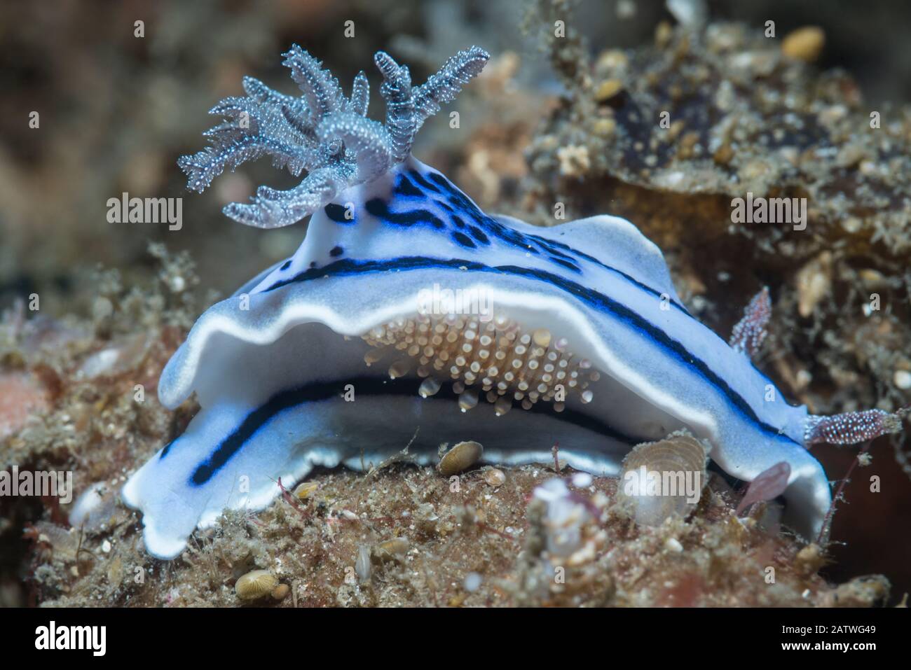 Scale worm hi-res stock photography and images - Alamy