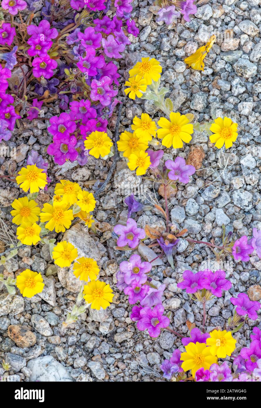 Desert plant pebbles hi-res stock photography and images - Alamy